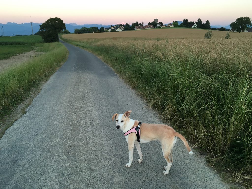 Pooja Prema Veda Alexandra Missirlian Protection tique • École Prema Veda