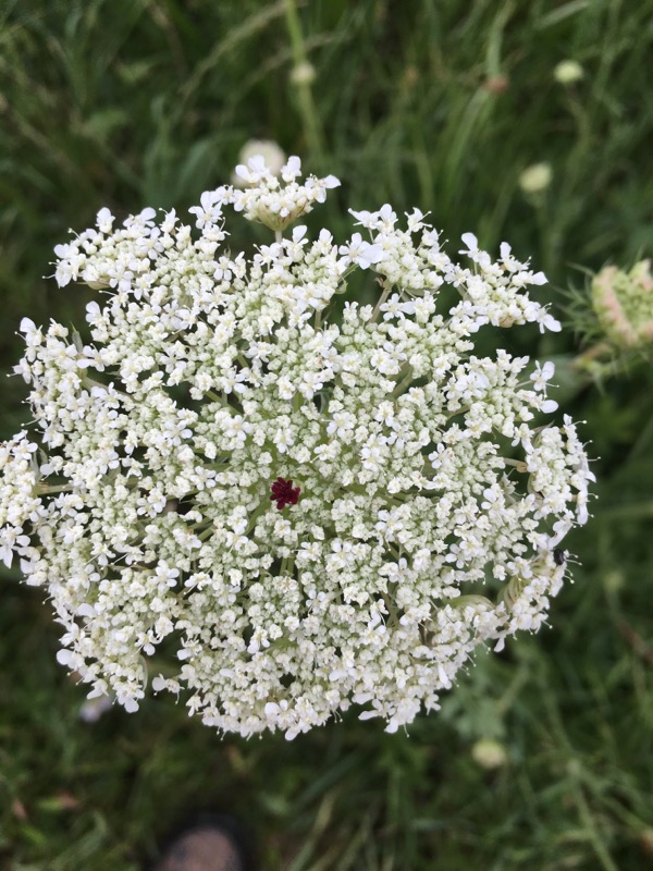 carotte sauvage Prema Veda Alexandra Missirlian • École Prema Veda